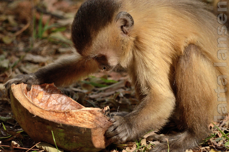 Captando a Luz: Macacos-prego gostam de coco