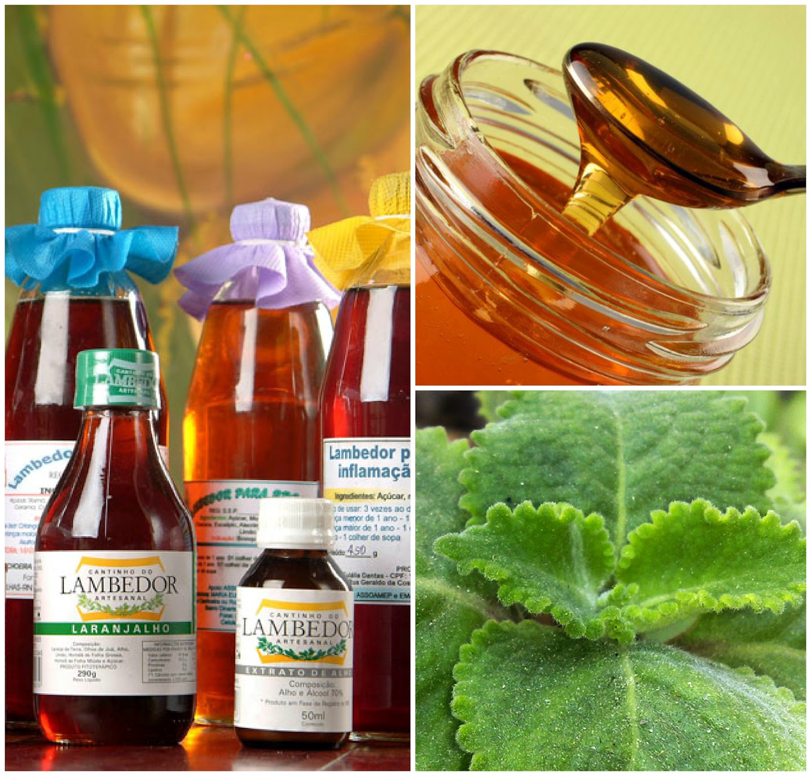 VENTO NORDESTE: DO LAMBEDOR ÀS GARRAFADAS - O PODER MEDICINAL DAS ...