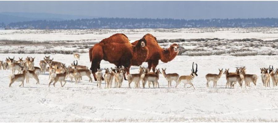 La noche de los gigantes (I): la Megafauna norteamericana