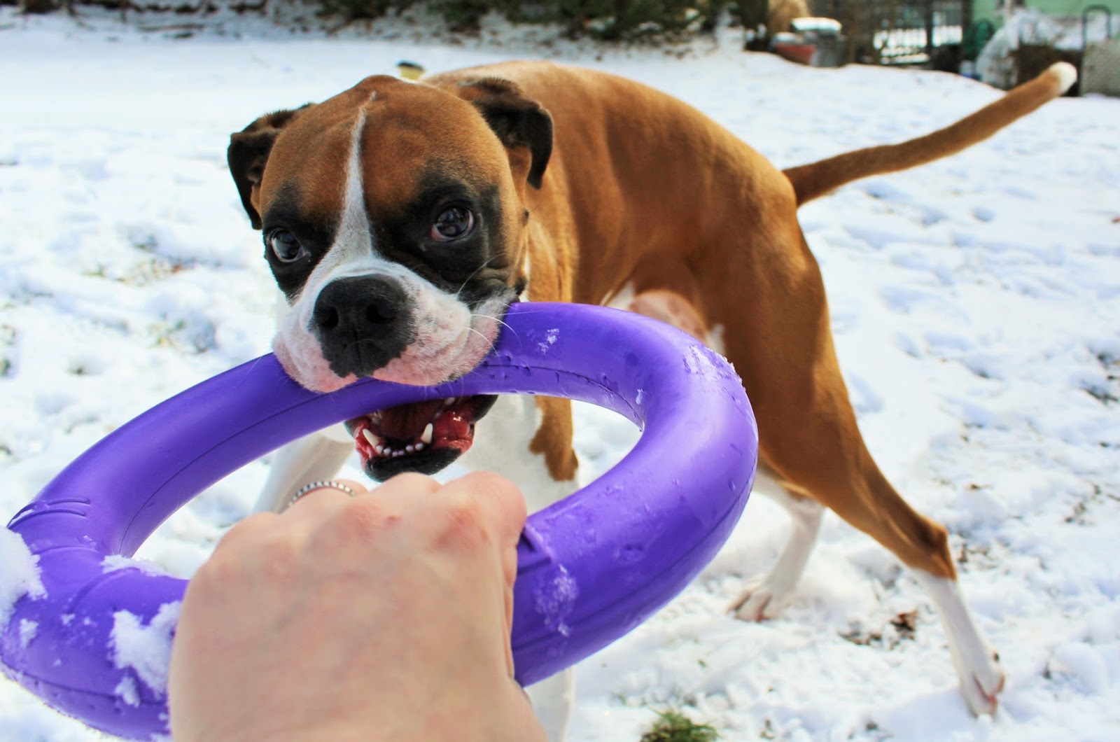 Dog Madness: Puller An Unique Interactive Training Device For A Healthy ...
