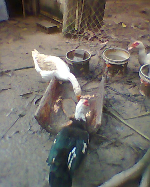 QudRiFaRm: POKOK SAGU RUMBIA...