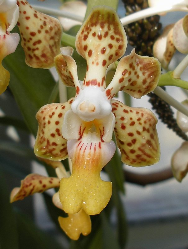 Grow and care Vanda denisoniana orchid - Lady Denison Londesborough's Vanda | Travaldo's blog