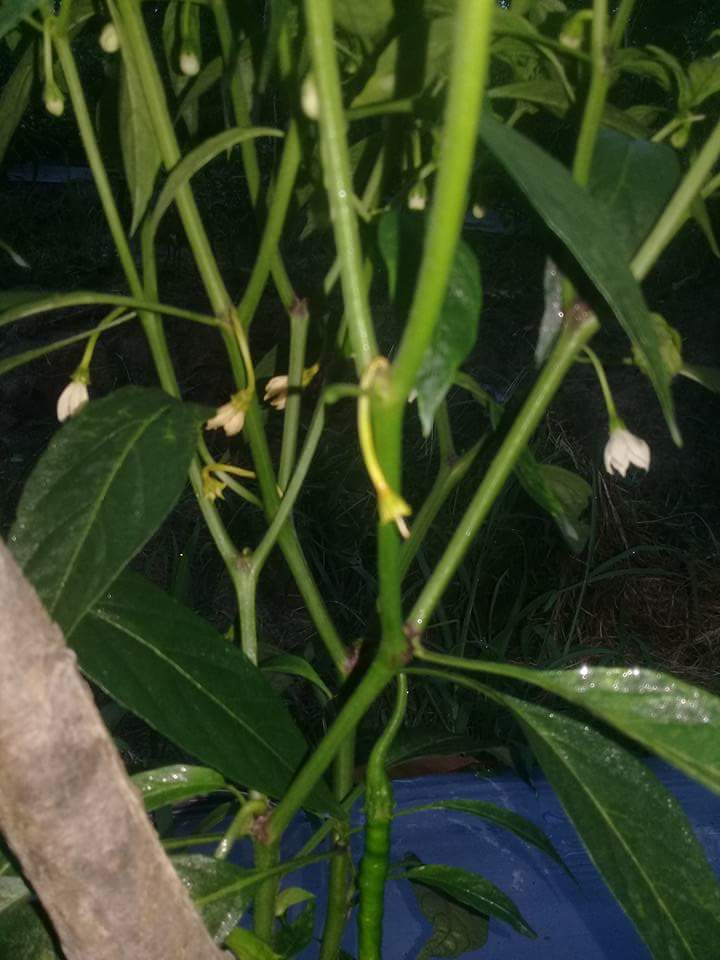 Ciri-Ciri Terjadinya Peristiwa Etiolasi Pada Tanaman - Guru Ilmuan