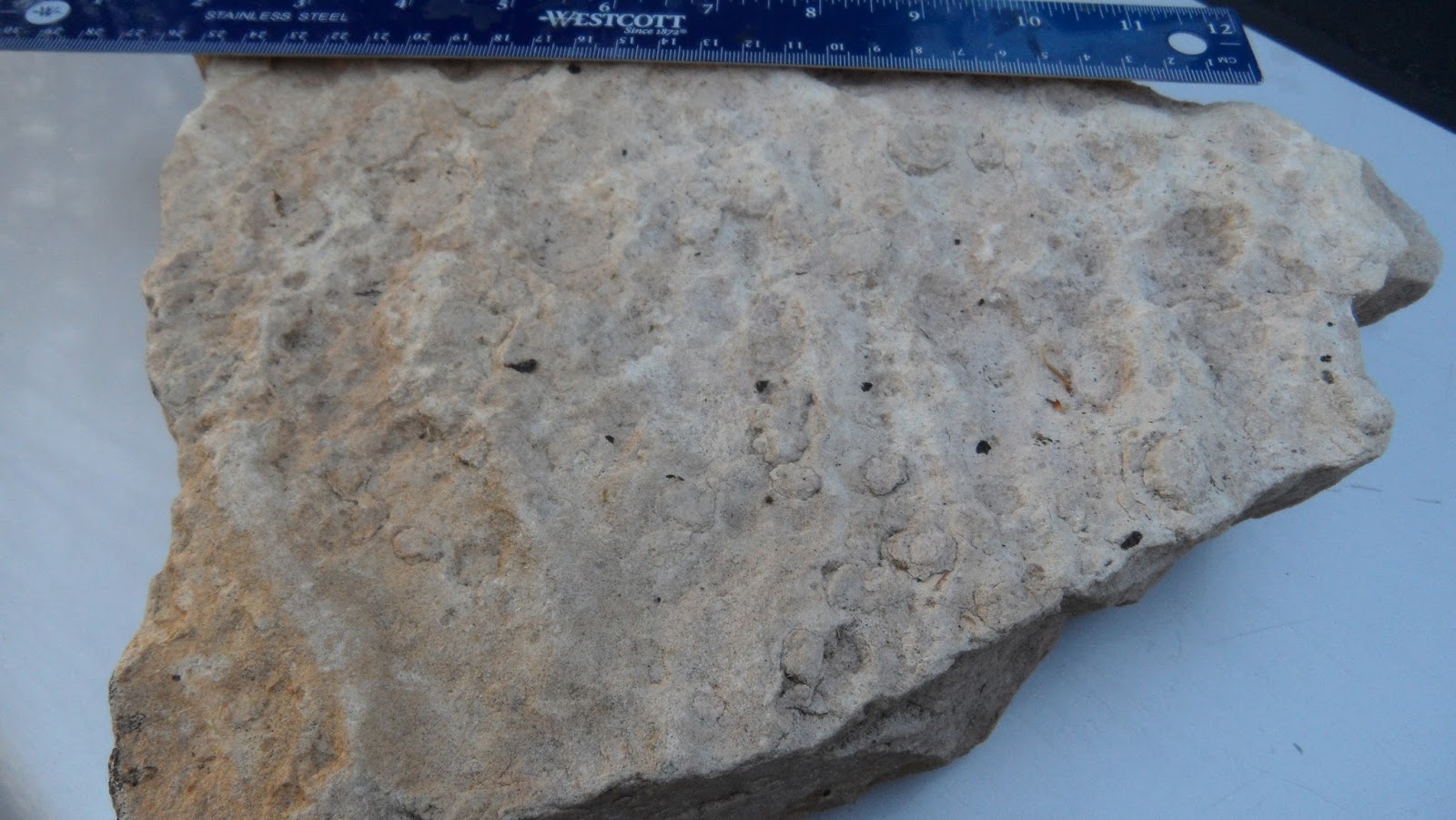 Fossils and Geology of Lanark County, Ontario: Problematic Markings ...