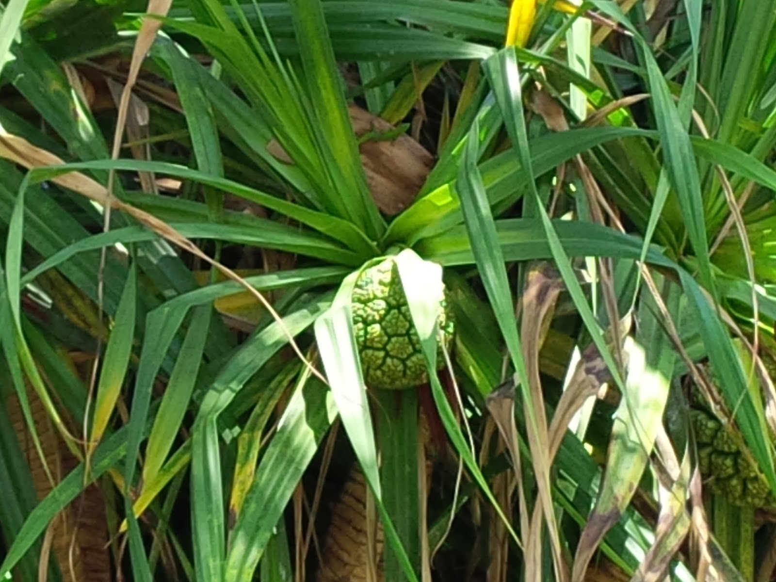 Maui Oceanview Condos: The hala tree