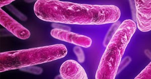 Laporan Mikrobiologi Dasar : Pewarnaan Gram