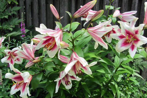 Gatsbys Gardens: Another Show!