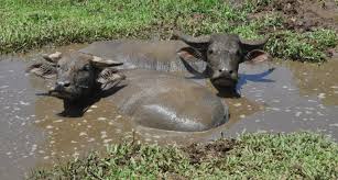 Ternyata ini asal usul istilah Kumpul kebo - BangMalin