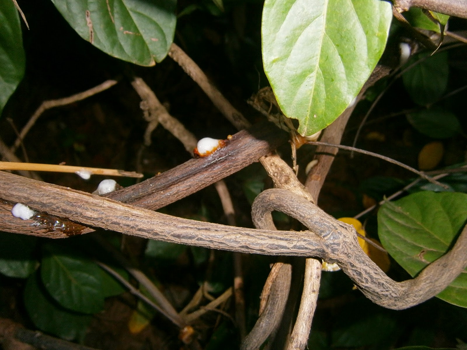 Zelando pela Chacrona e pelo Jagube: Besouro Sugando Seiva do Jagube