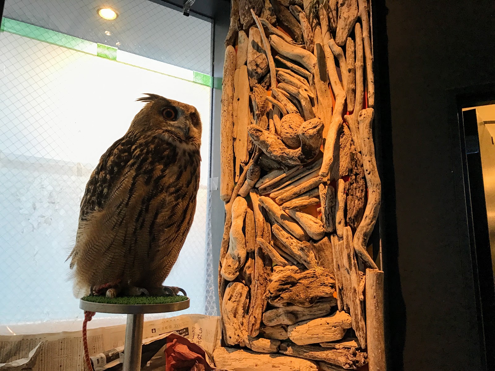 [Hostel Review] Tokyo's First Owl Hotel - Meeting Hachi the Owl at WISE ...