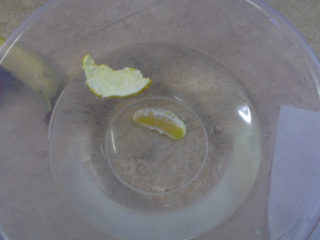 Science Projects: Floating Fruit