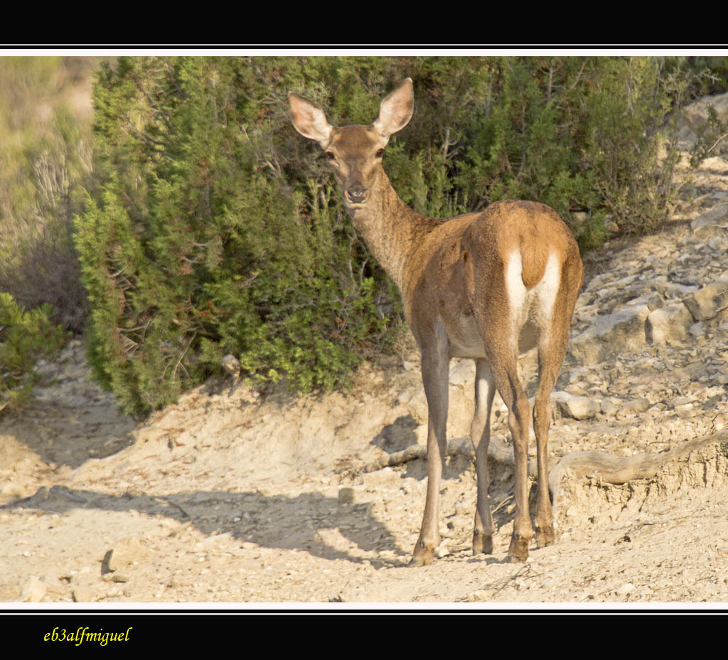 Miguel fotografia: Ciervo (Cervus elaphus)