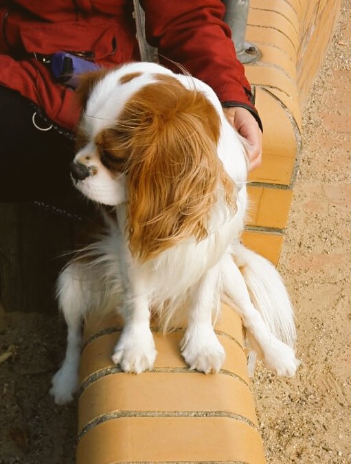 Cavaliers' Guide to the Etiquette of Poses ... The Manual