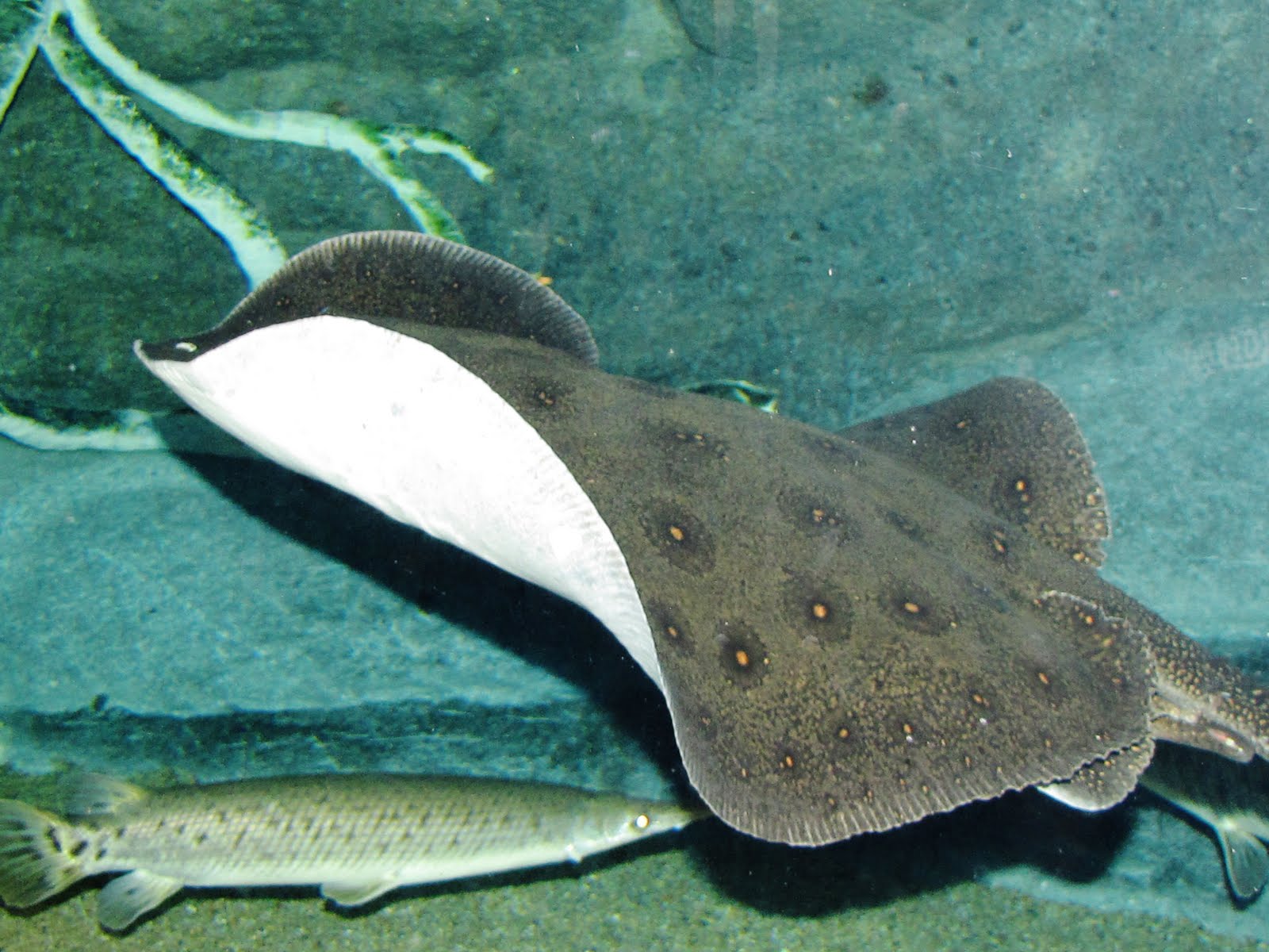 Koch Family News: Sting Ray