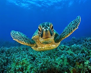 Quintana roo un lugar donde debes visitar :): Flora y fauna