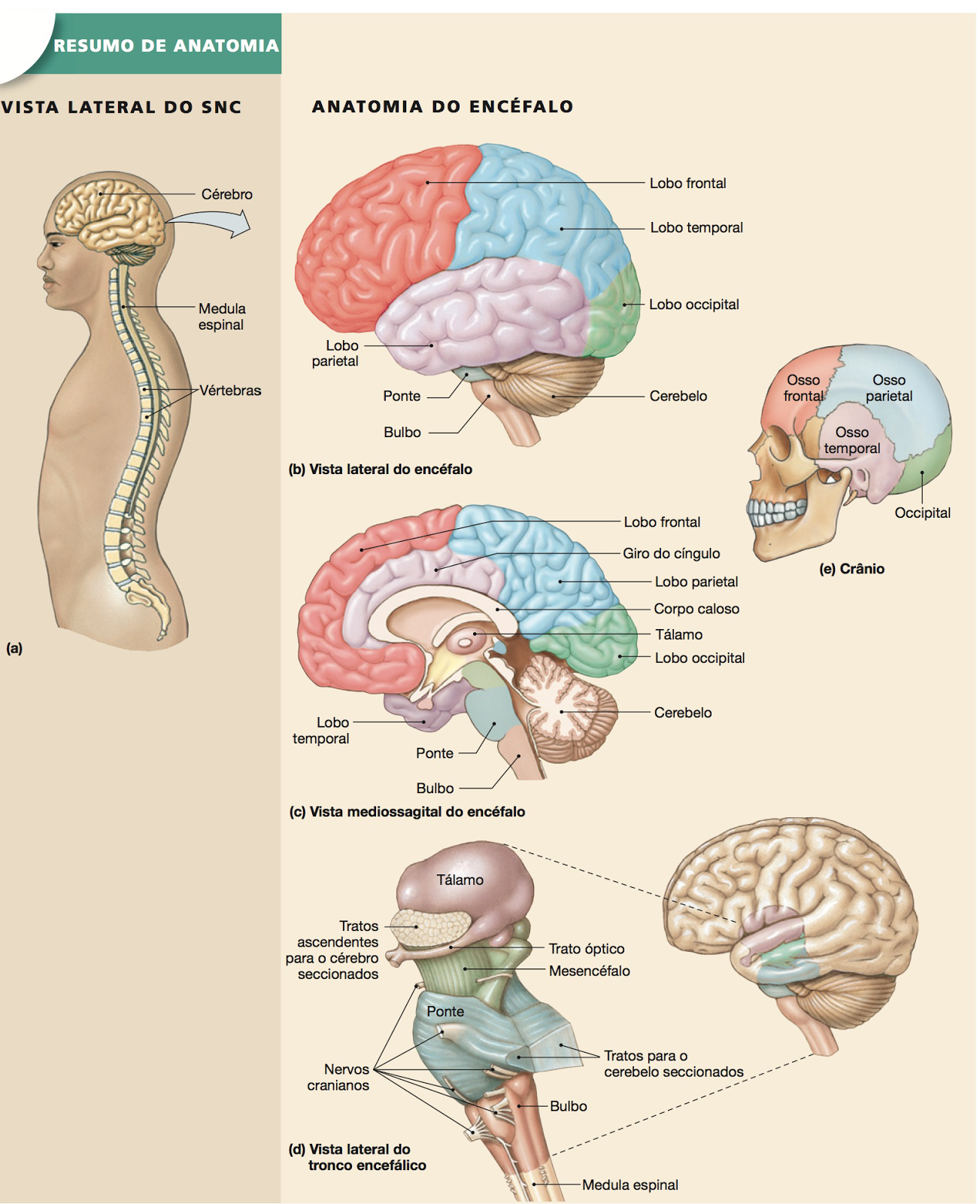 Resumo de anatomia - visão lateral do SNC