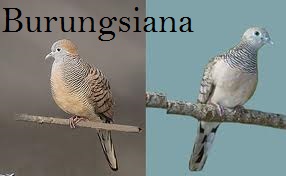 Mengenal Ciri dan Karakter Perkutut Bangkok