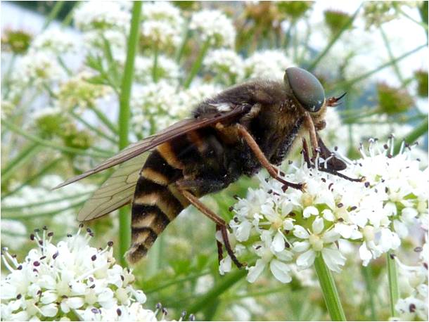 Insects of Scotland: Mosquitoes/Midges/Horseflies