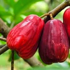 HAMA & PENYAKIT JAMBU AIR - pertanian