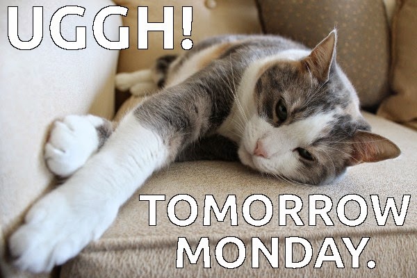 Great Cats Be Funny BLOG: More Funny Cat Memes