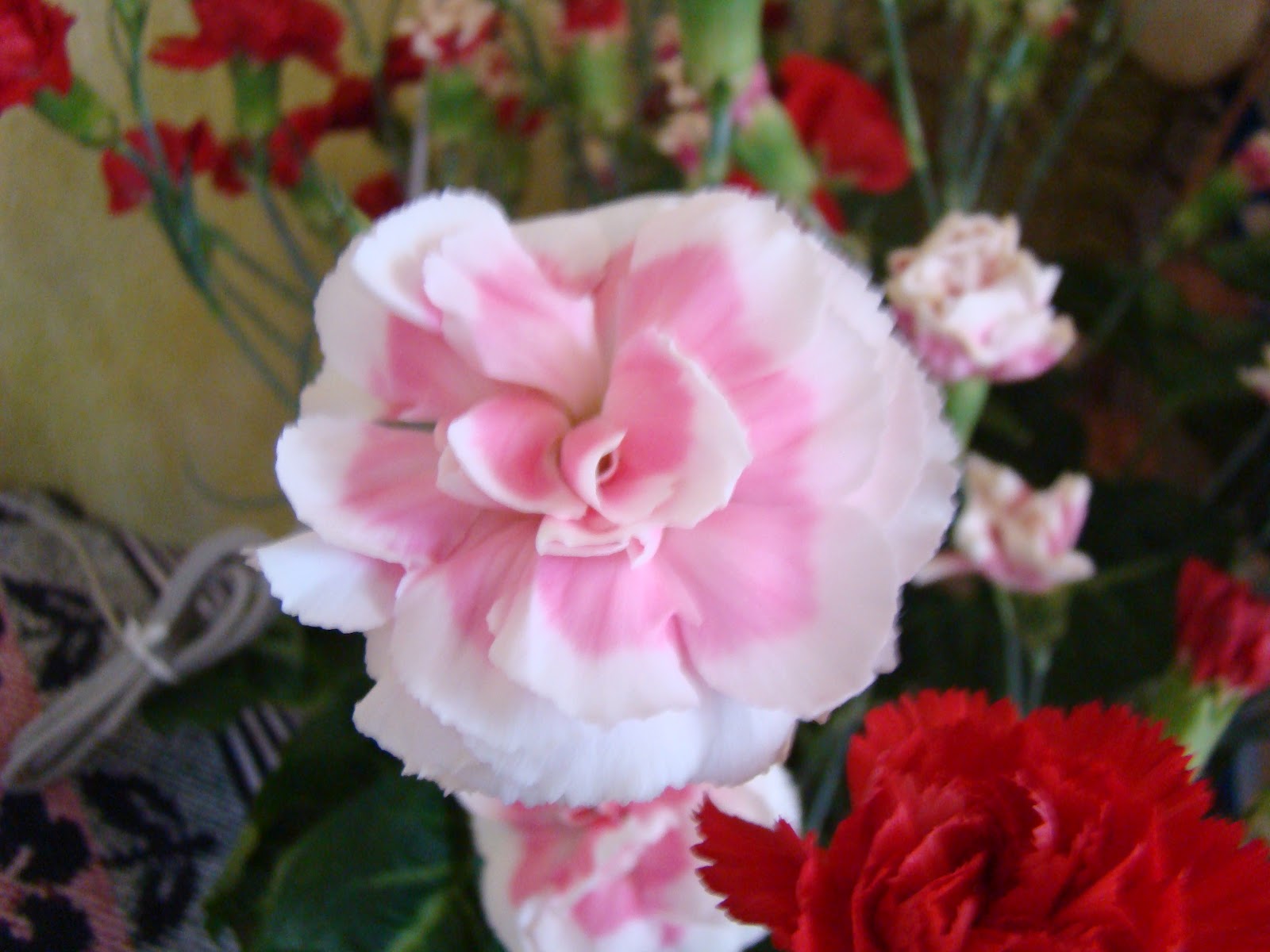 Flores Pinturas y otras cosas guays: CLAVEL DIANTHUS CARYOPHYLLUS