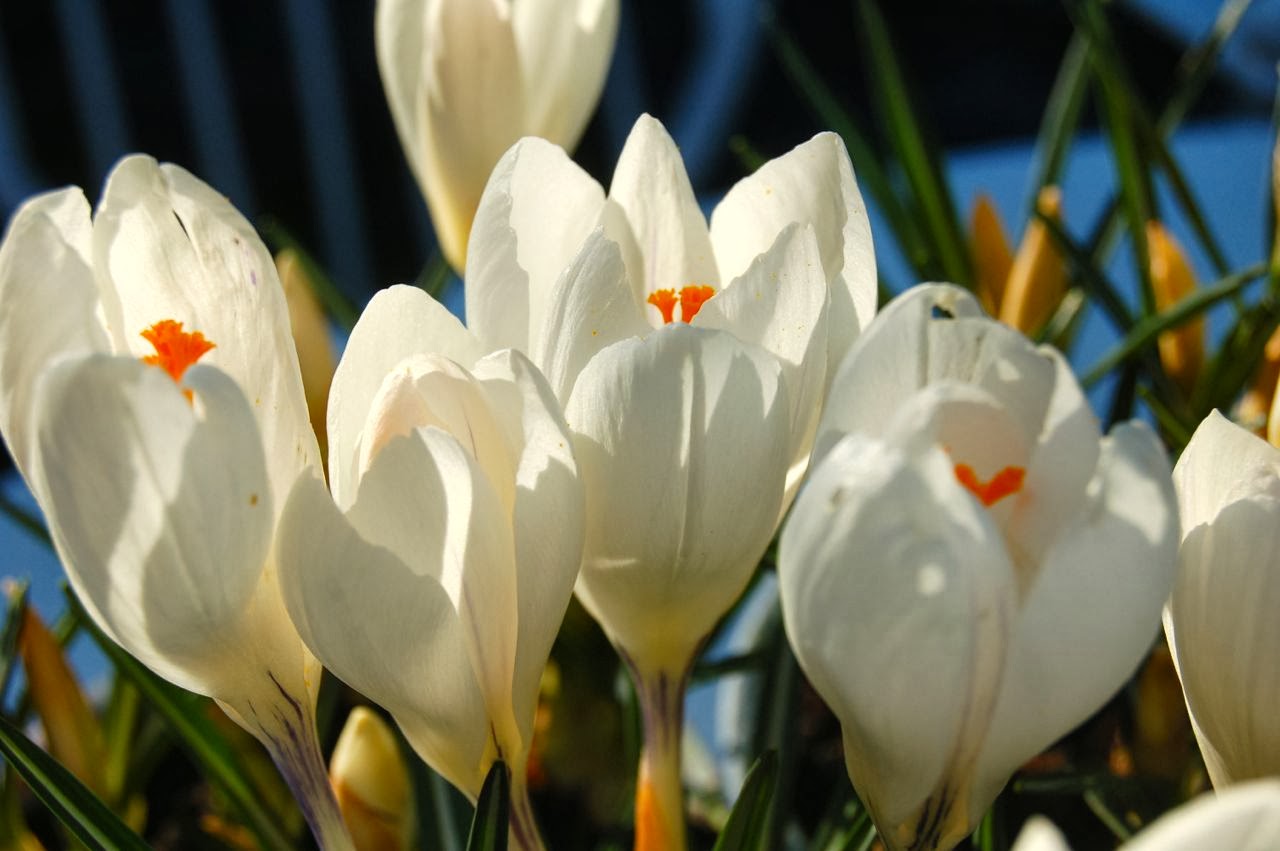 100 witte krokussen.