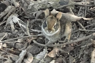 Sarzedo Ecologia: Filhote de tapiti (Silvilagus brasiliensis)