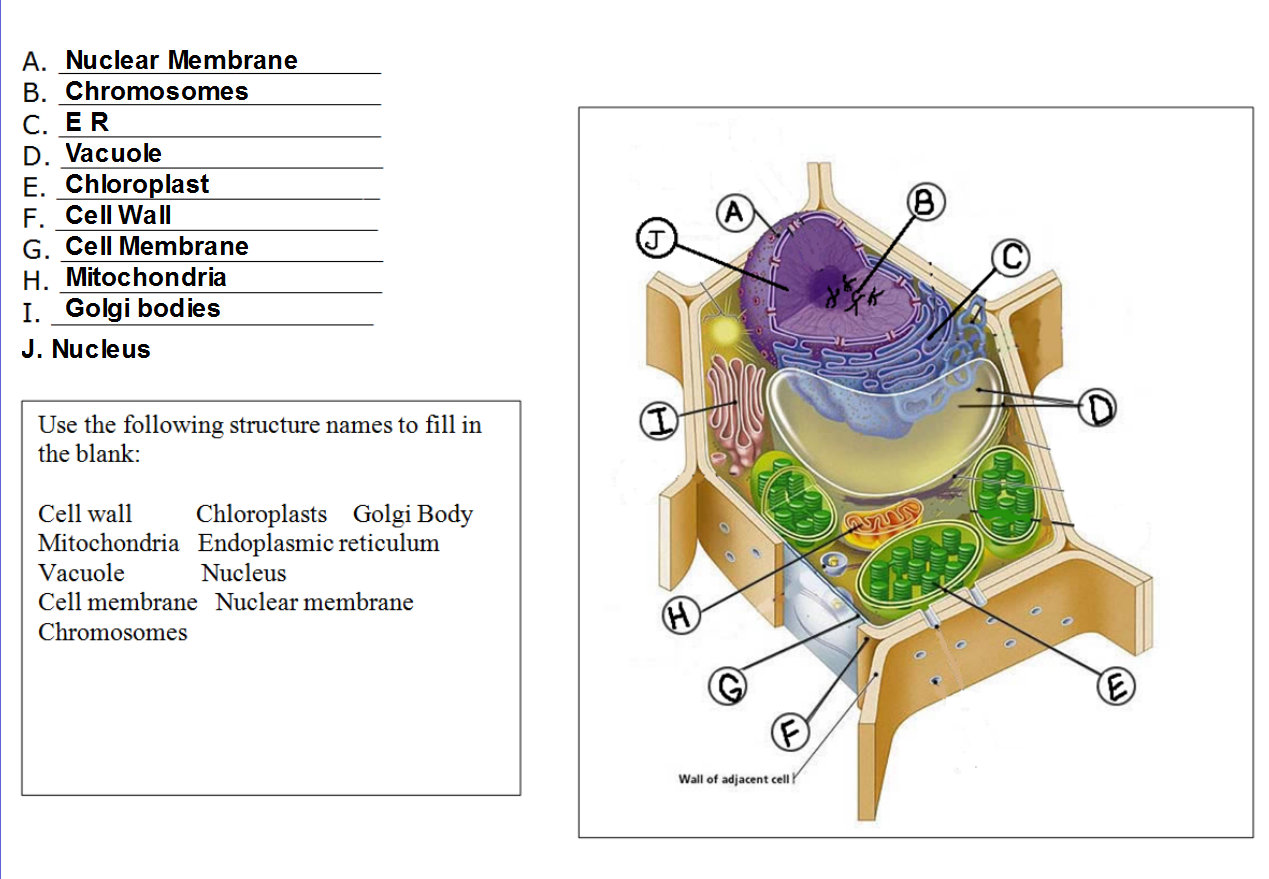 Science 7: Cell Diagrams