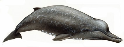 Berardius Bairdii - Zífid de quatre dents - Viquipèdia, l'enciclopèdia ...