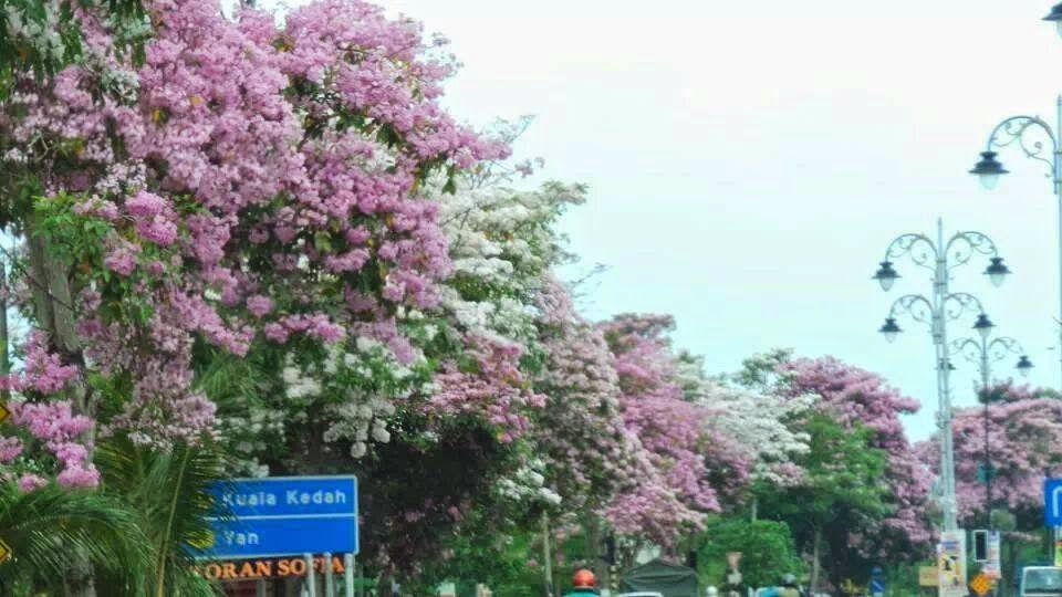 Zamani 84: Musim Bunga Di Kedah