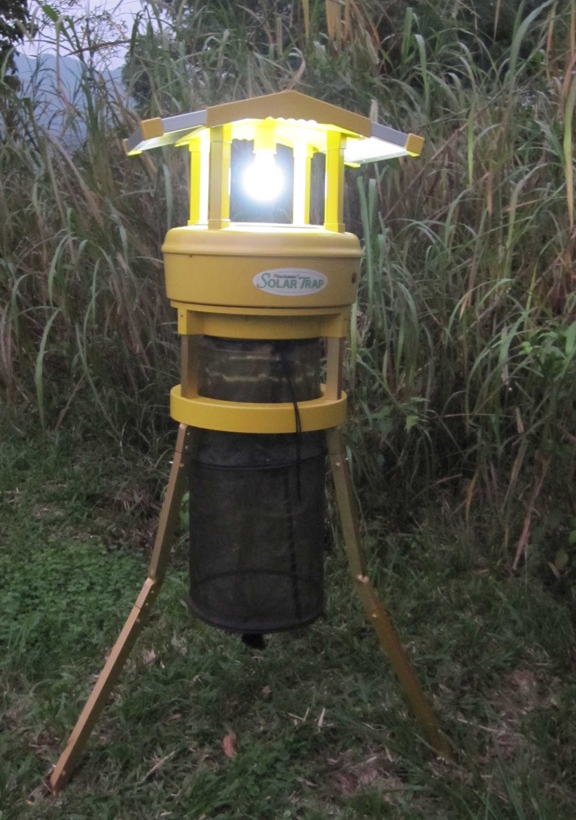 Estudiando Agricultura en Taiwán: Trampas para insectos