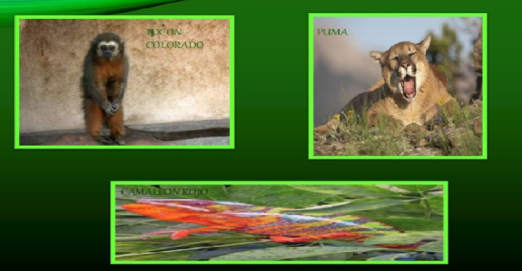 Ecorregión selva alta : CONOCIENDO LA SELVA DEL PERÚ