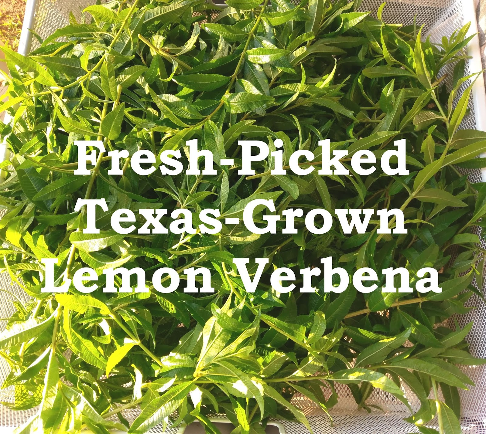 Lemon Verbena Living