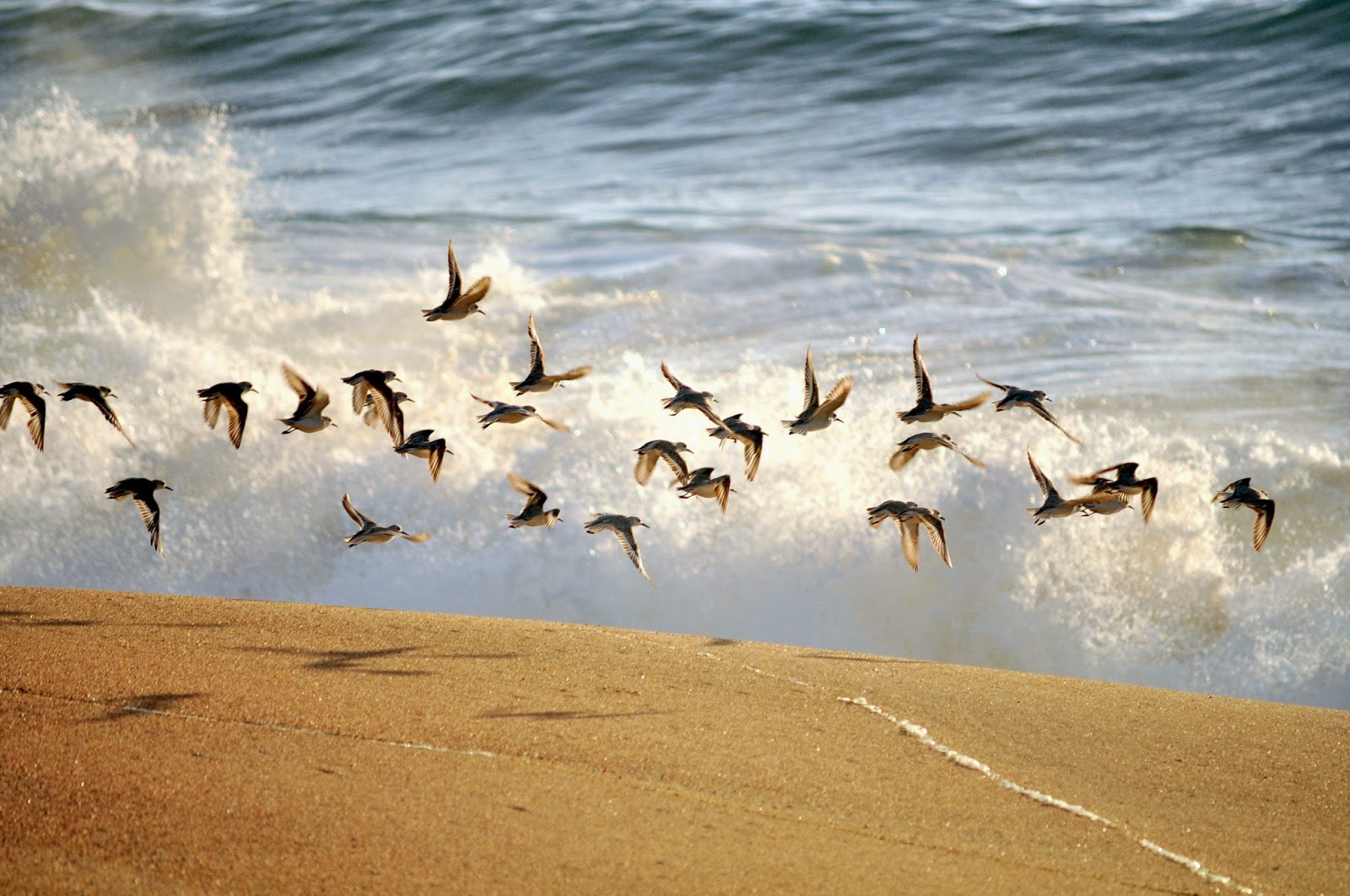 Pájaros, Pajarracos: Playero blanco (Sanderling)