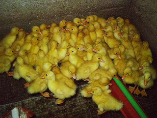 Mahat Terhebat Farm: Penternakan Itik Muscovy / Itik Nila / Itik Serati