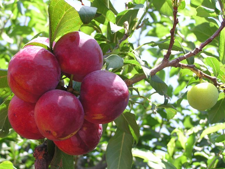 Tarım Siteniz: Egzotik Meyveler