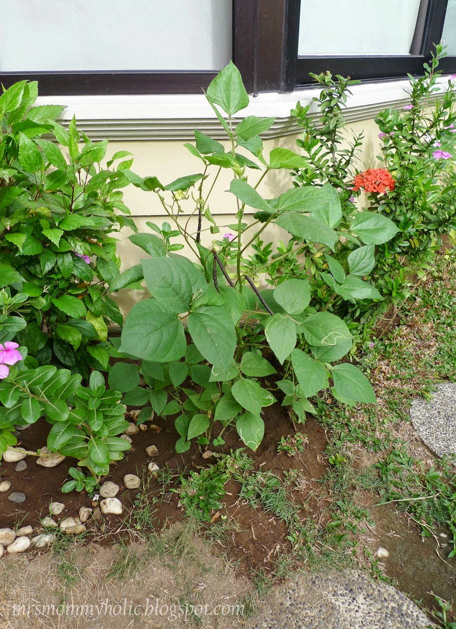 MrsMommyHolic: Our monggo plant