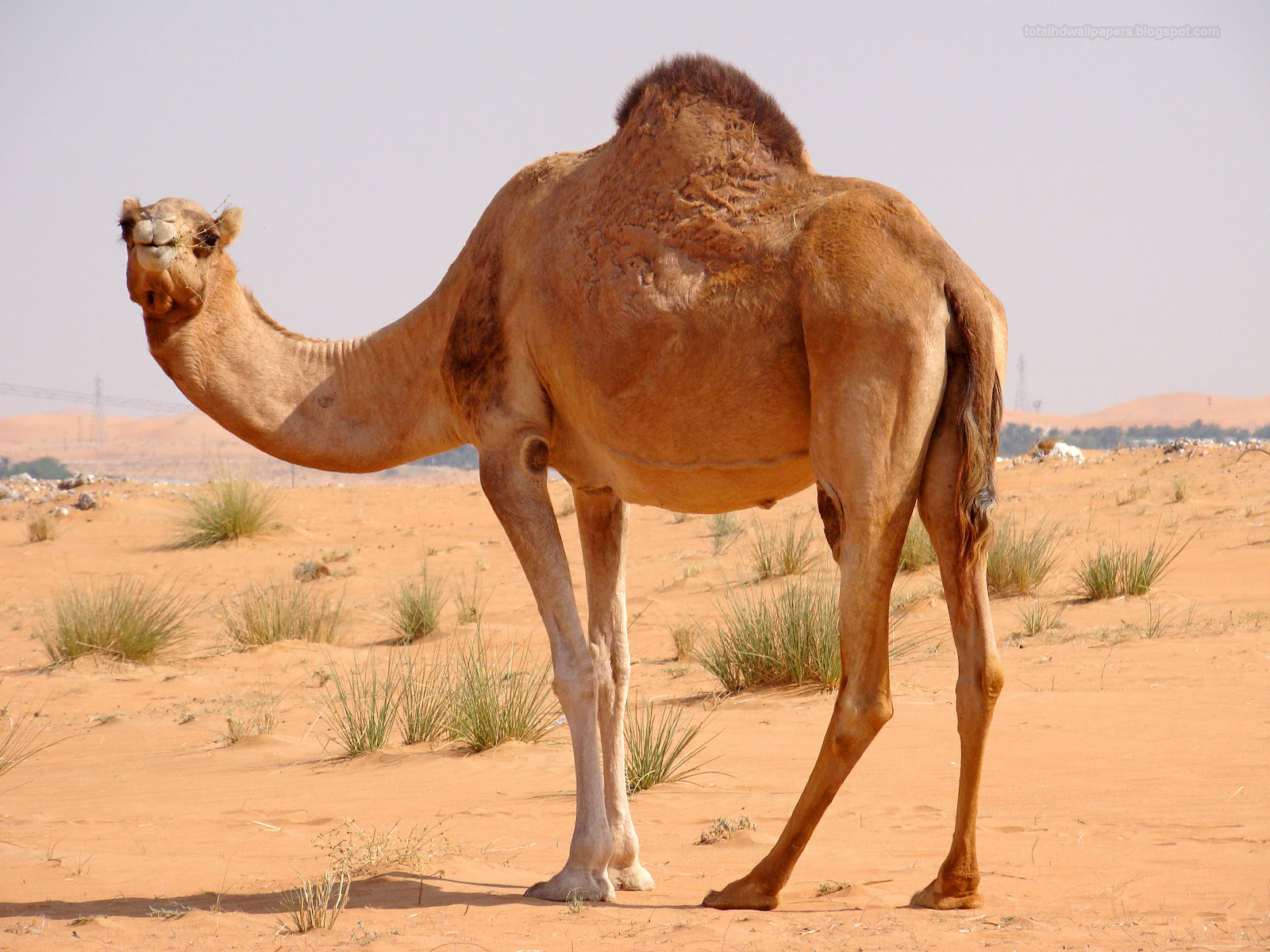 Beautiful Wallpapers for Desktop: Camel Wallpapers hd