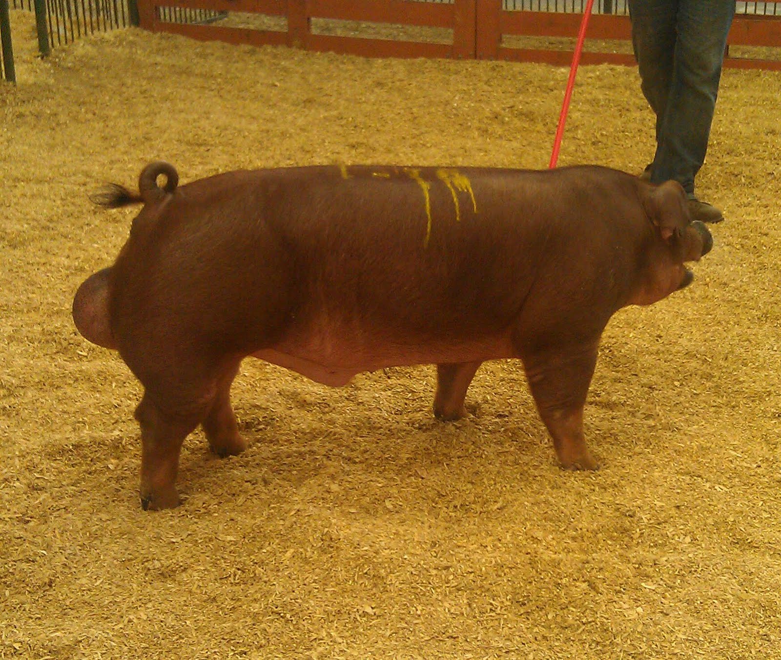 NSR Fieldview: IL. State Fair Duroc Show