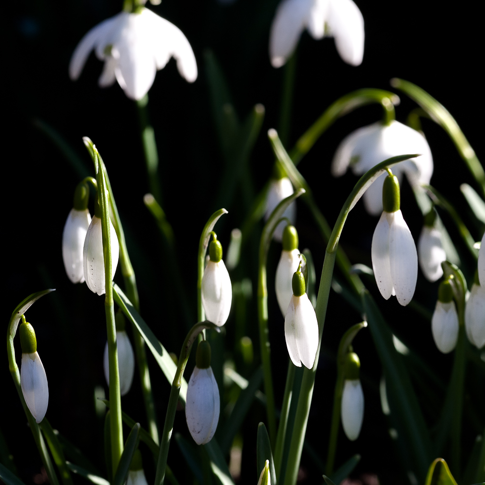 Kreider's Korner Photographs: February Flowers in Vancouver