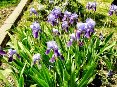 Yard and Garden Secrets: Winter Care for Irises