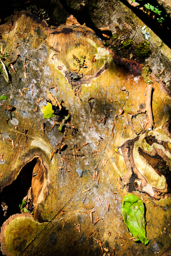 Rosa Fay Photography: Natural Forms