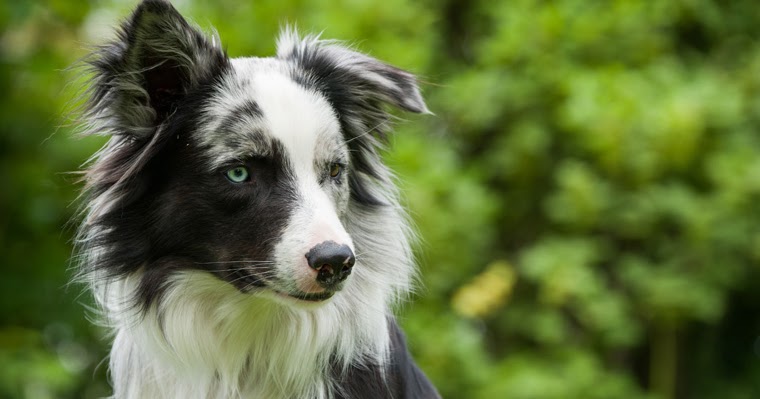 The Five Domains Model Aims to Help Animals Thrive