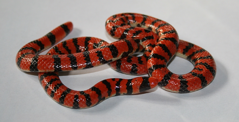 Prantsuse- Guajaana: jaanuar 2013