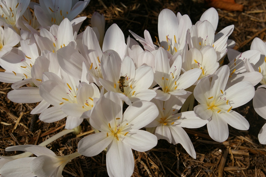 John Grimshaw's Garden Diary: Some early colchicums