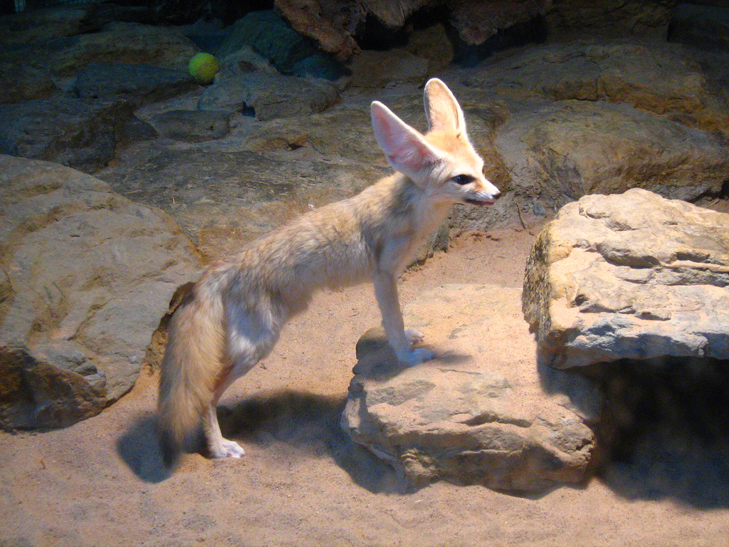 Fennec fox - Stock Image