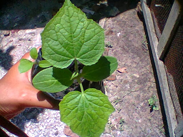 MORFOLOGI TUMBUHAN: PERTUMBUHAN DAN PERKEMBANGAN TANAMAN TIMUN