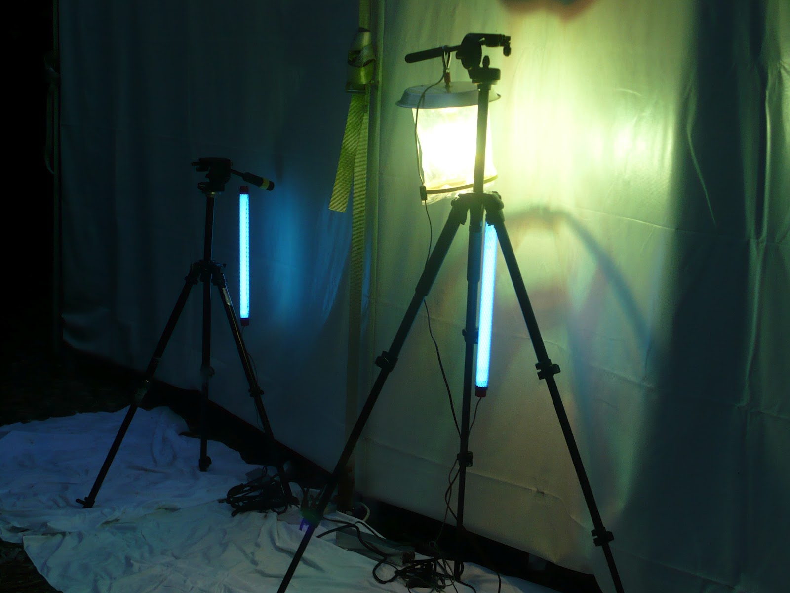 CREATE A WILDLIFE-FRIENDLY YARD: MOTHS PROVIDE NIGHTTIME OF ENTERTAINMENT