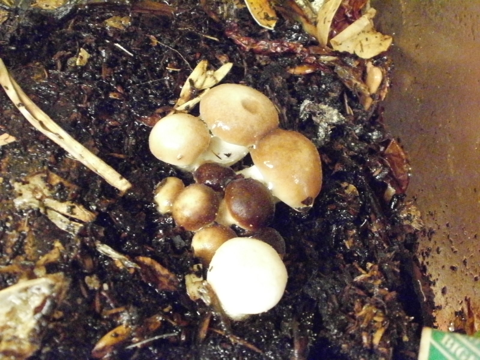 Mad Bioneer: Pioppino Mushrooms