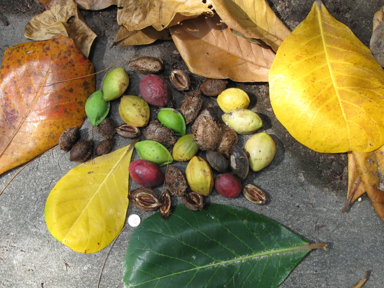 SEYILAABE HTKM: La chronique du mardi au jardin botanique: le badamier
